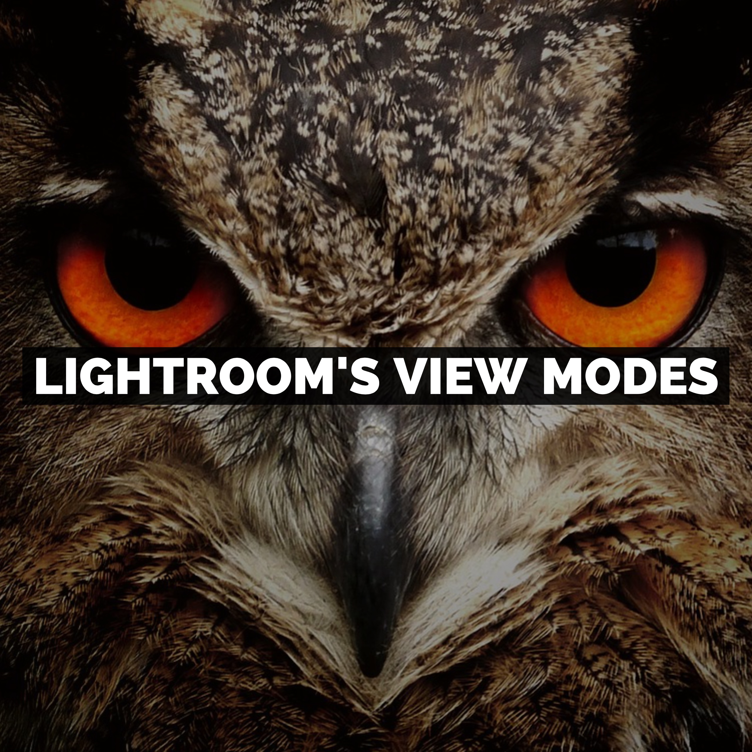 How To Use The View Modes In Adobe Lightroom Classic