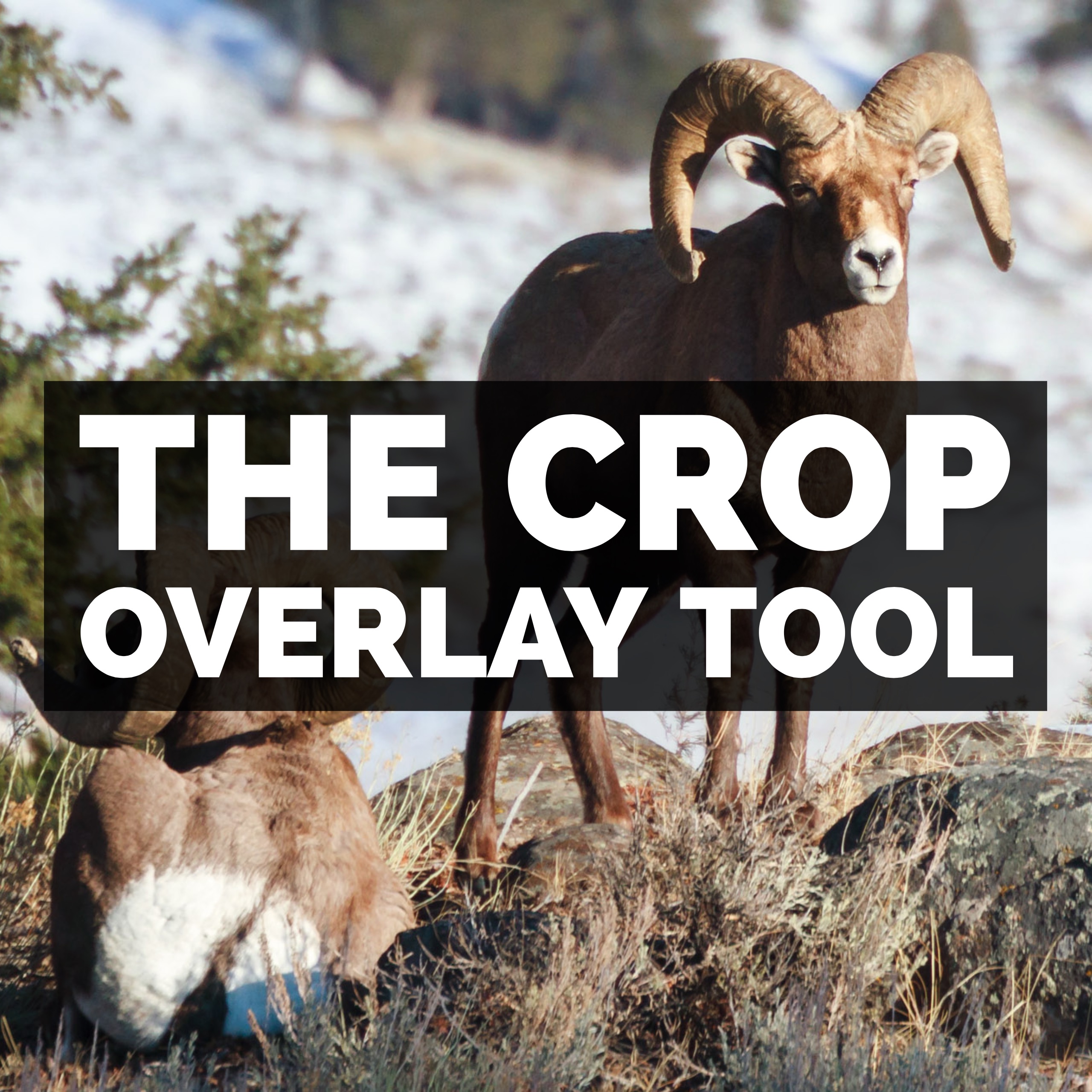 The Crop Overlay Tool in Adobe Photoshop Lightroom